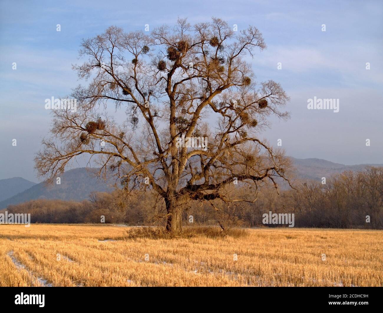 Tree solitary hi-res stock photography and images - Alamy