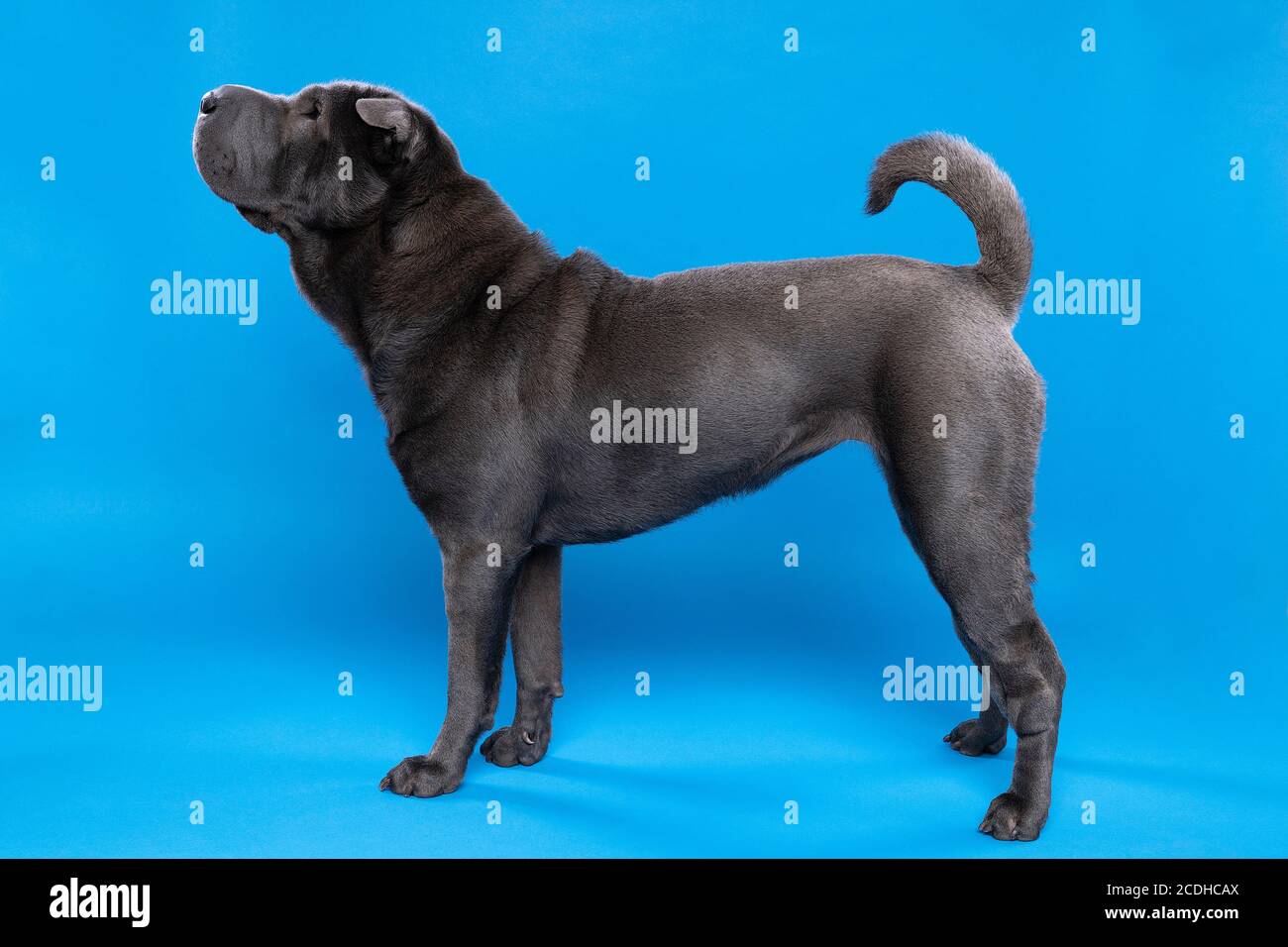 A Standing grey Sharpei dog looking at the camera isolated on a blue ...