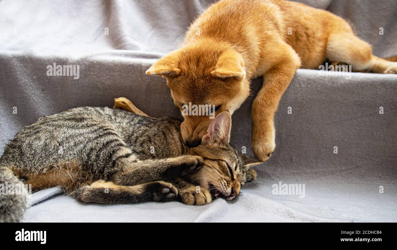 Two friends shiba inu puppy and tabby cat Stock Photo - Alamy
