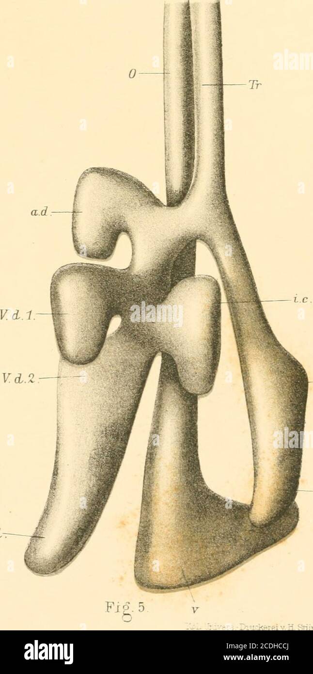 Anatomische entwicklung hi-res stock photography and images - Alamy