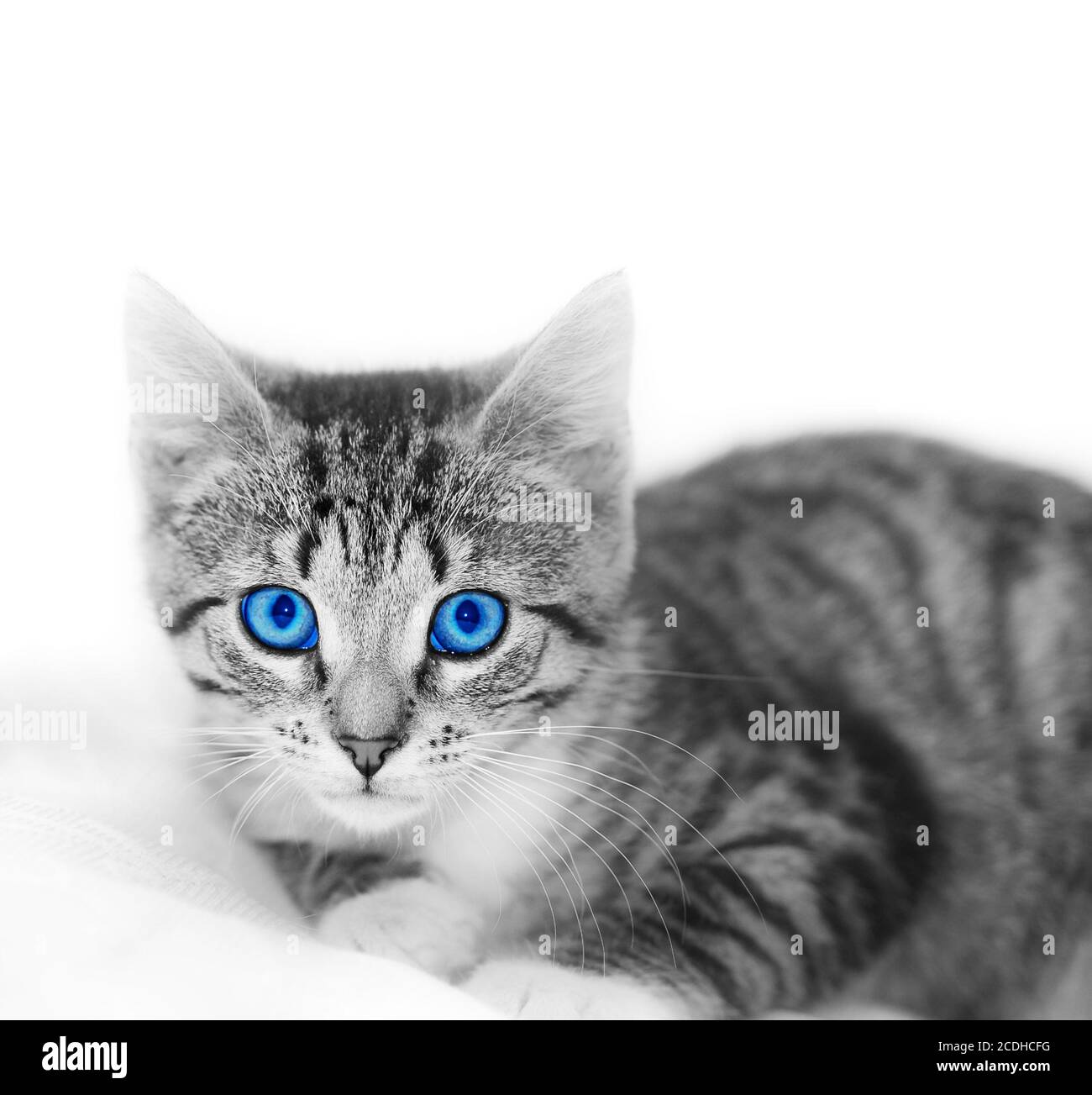 LIttle cute kitten. Space for your text Stock Photo - Alamy