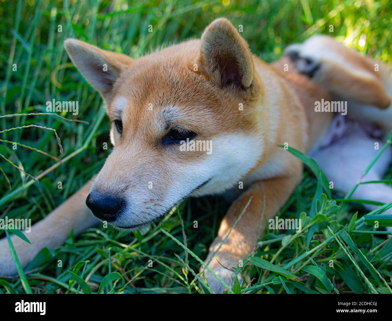 Two friends shiba inu puppy and tabby cat Stock Photo - Alamy