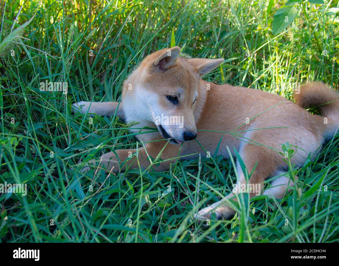 Two friends shiba inu puppy and tabby cat Stock Photo - Alamy