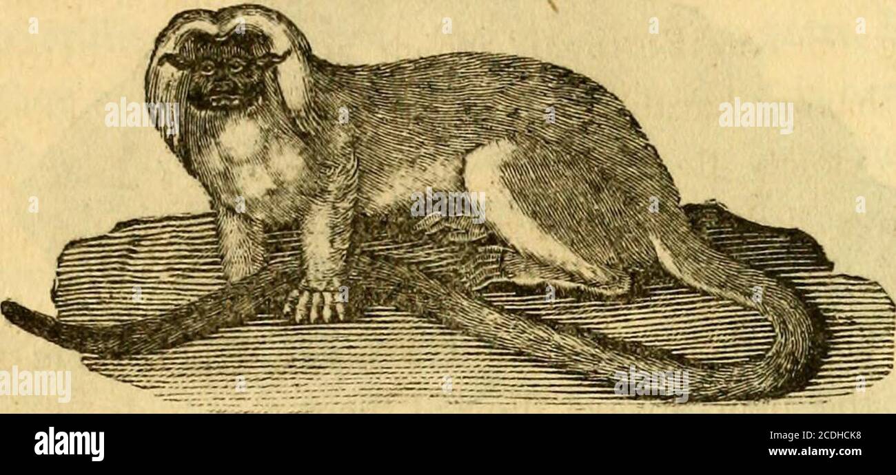 Lion male female rubbing hi-res stock photography and images - Alamy