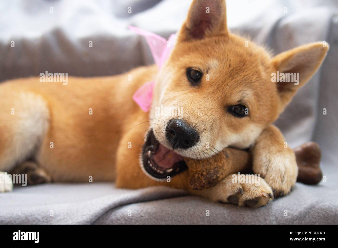 Shiba Inu puppy looks like a little fox Stock Photo - Alamy
