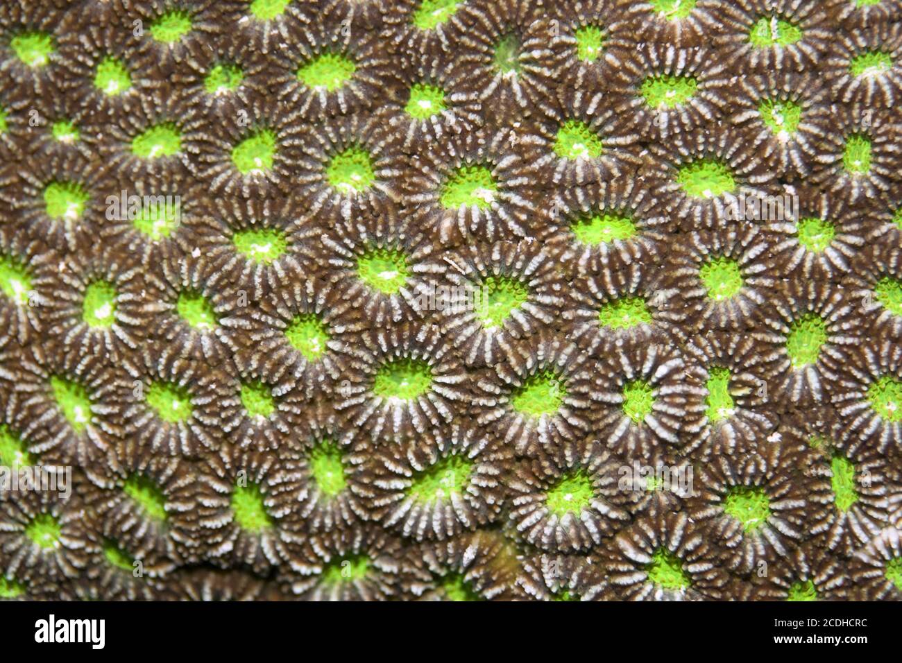 Coral texture hi-res stock photography and images - Alamy