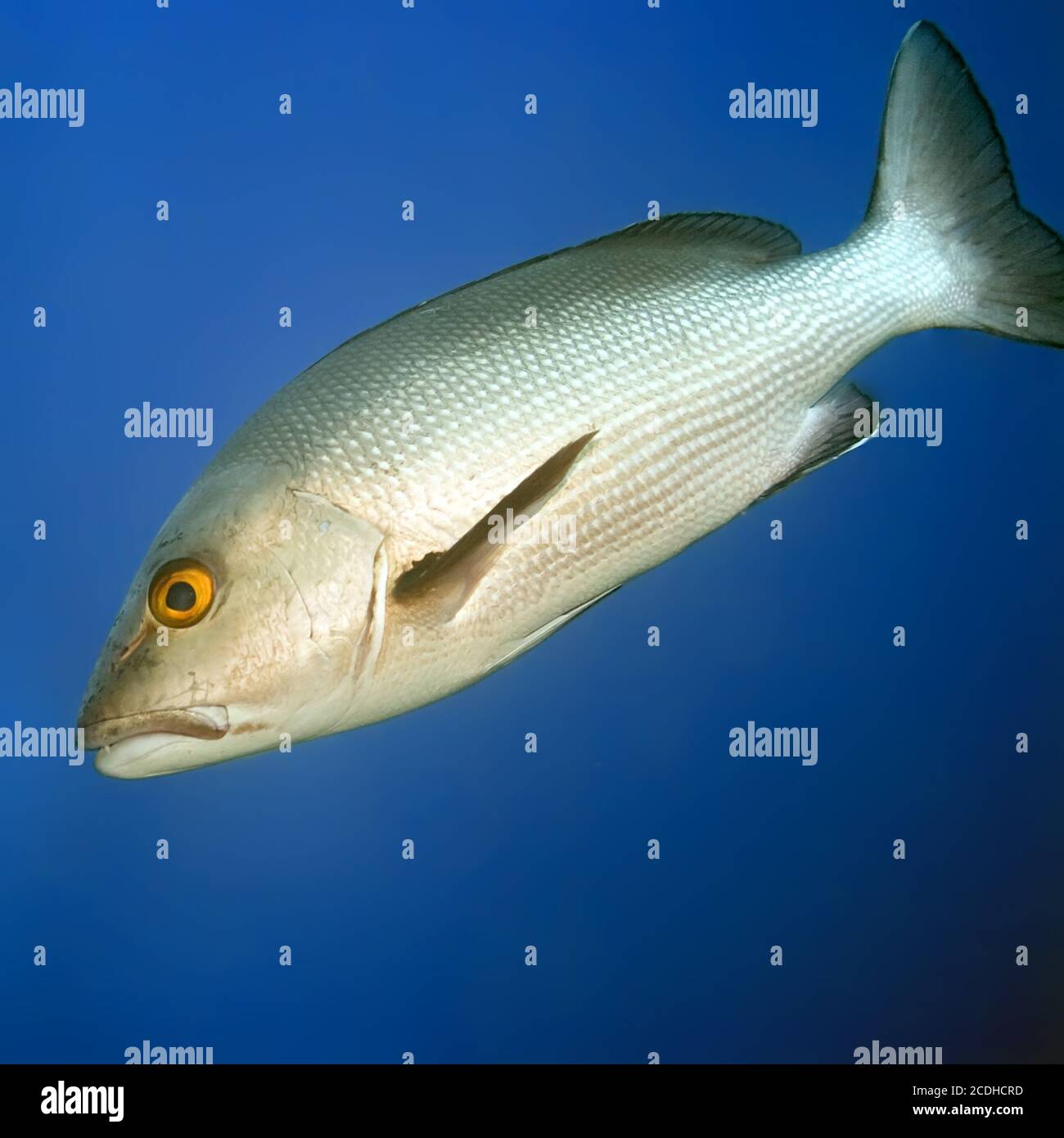 Tropical fish Twinspot Snapper Stock Photo - Alamy