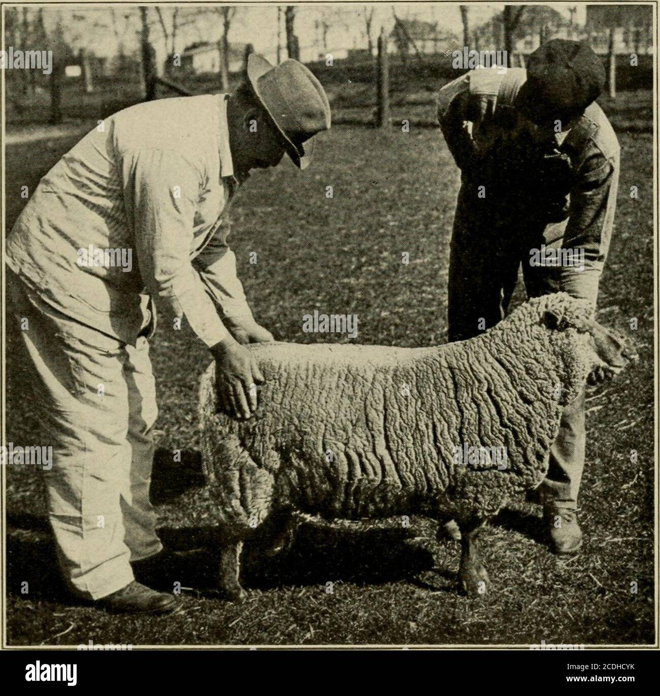 . Sheep management, breeds and judging for schools; a textbook for the ...