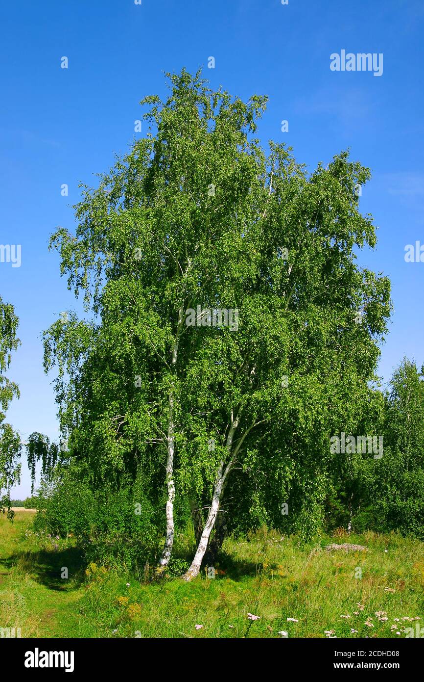 Wispy leaf hi-res stock photography and images - Alamy
