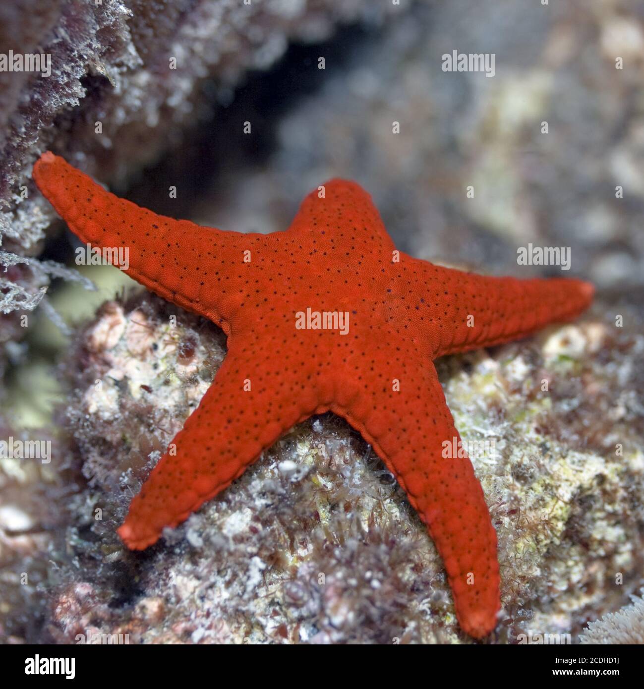 Fromia starfish hi-res stock photography and images - Alamy