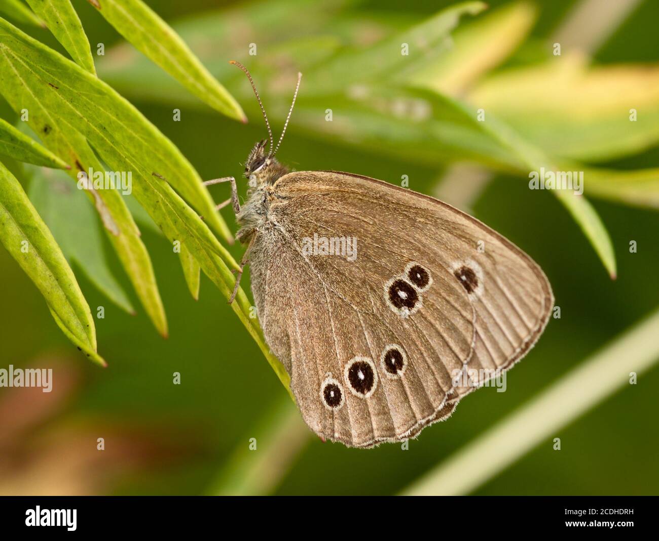 The gray butterfly Stock Photo - Alamy