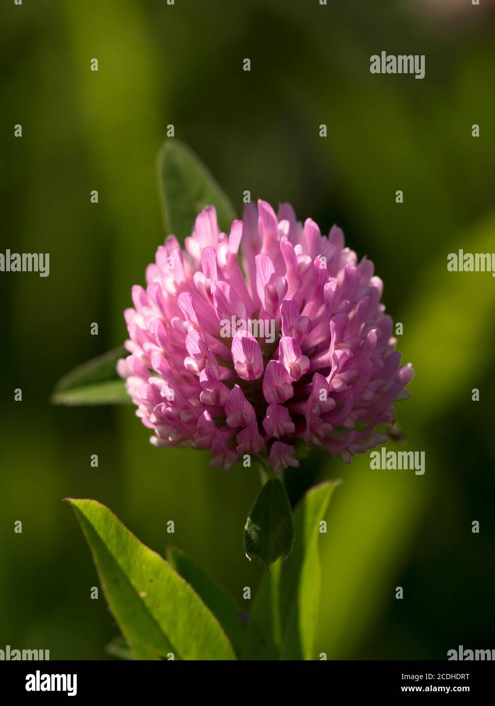 Pink clover hi-res stock photography and images - Alamy