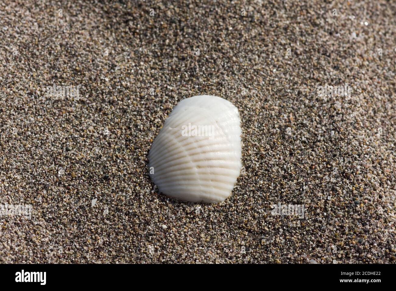 A bivalve seashell on the beach near Teacapan, Sinaloa, Mexico Stock ...