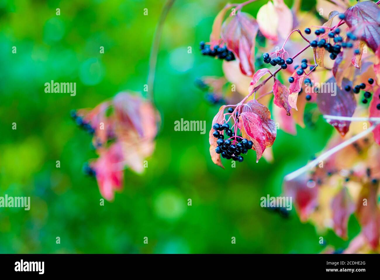 Black chokeberry aronia melanocarpa hi-res stock photography and images ...