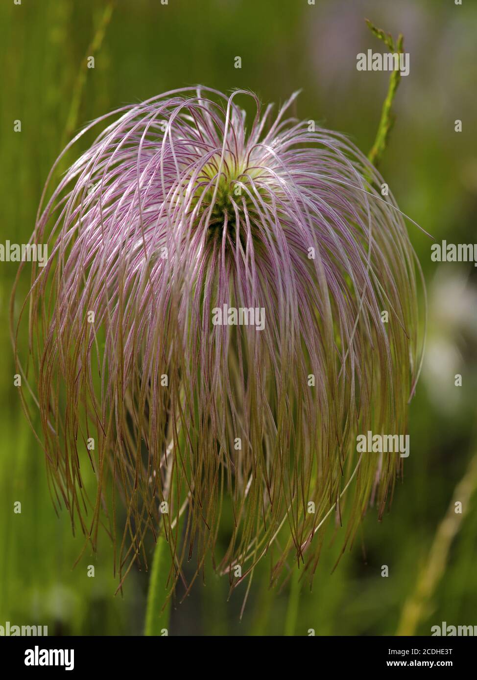 Unusual spherical pink flower Stock Photo - Alamy