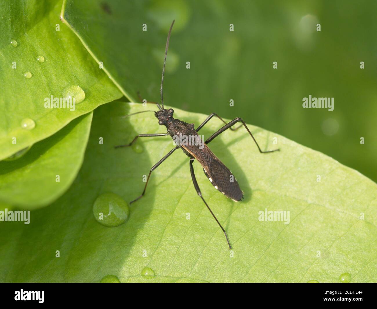 Black body insect hi-res stock photography and images - Alamy