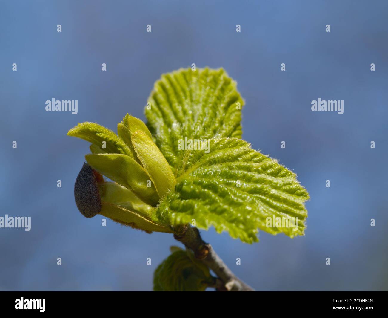 The first green leaves in spring Stock Photo - Alamy