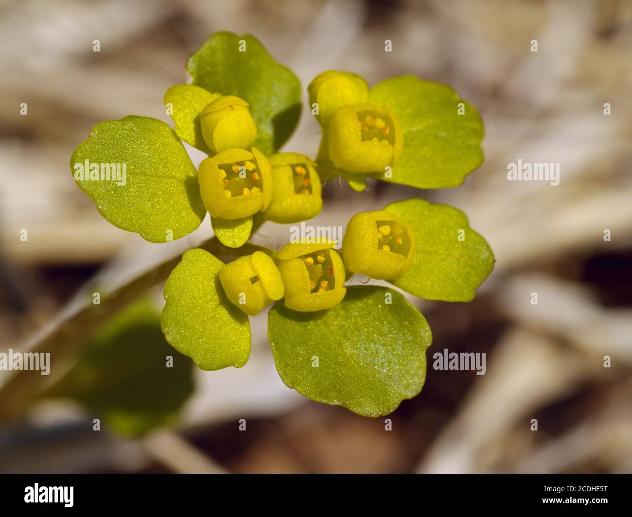 First plant hi-res stock photography and images - Alamy