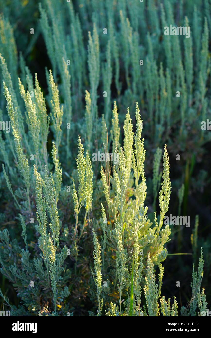View of green sagebrush shrub (artemisia tridentate) in Grand Teton ...