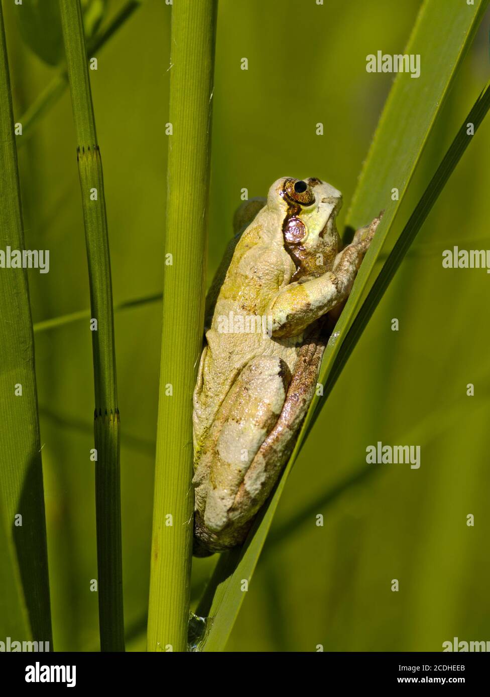 Green reed frog hi-res stock photography and images - Alamy