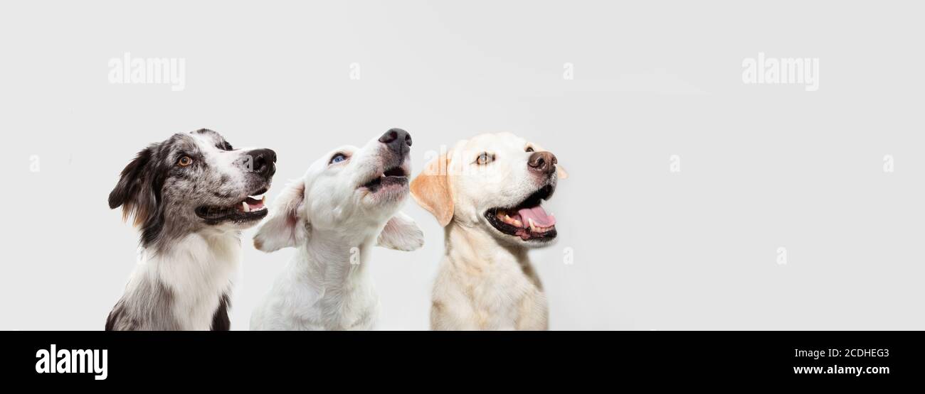 banner three Profile happy and surprised dogs in a row looking up ...
