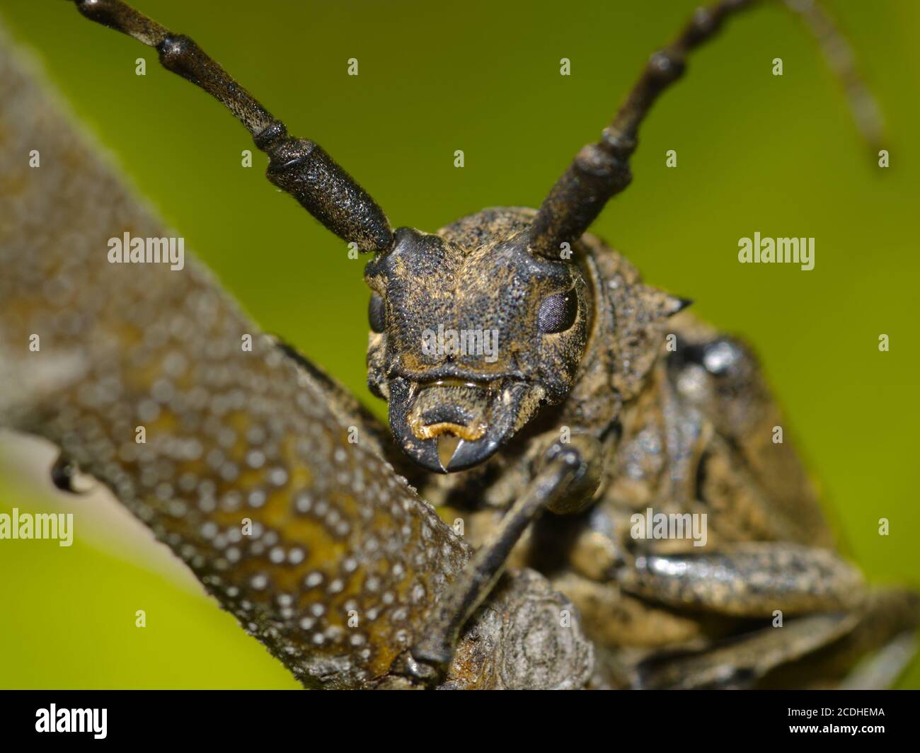 Large mustache hi-res stock photography and images - Alamy