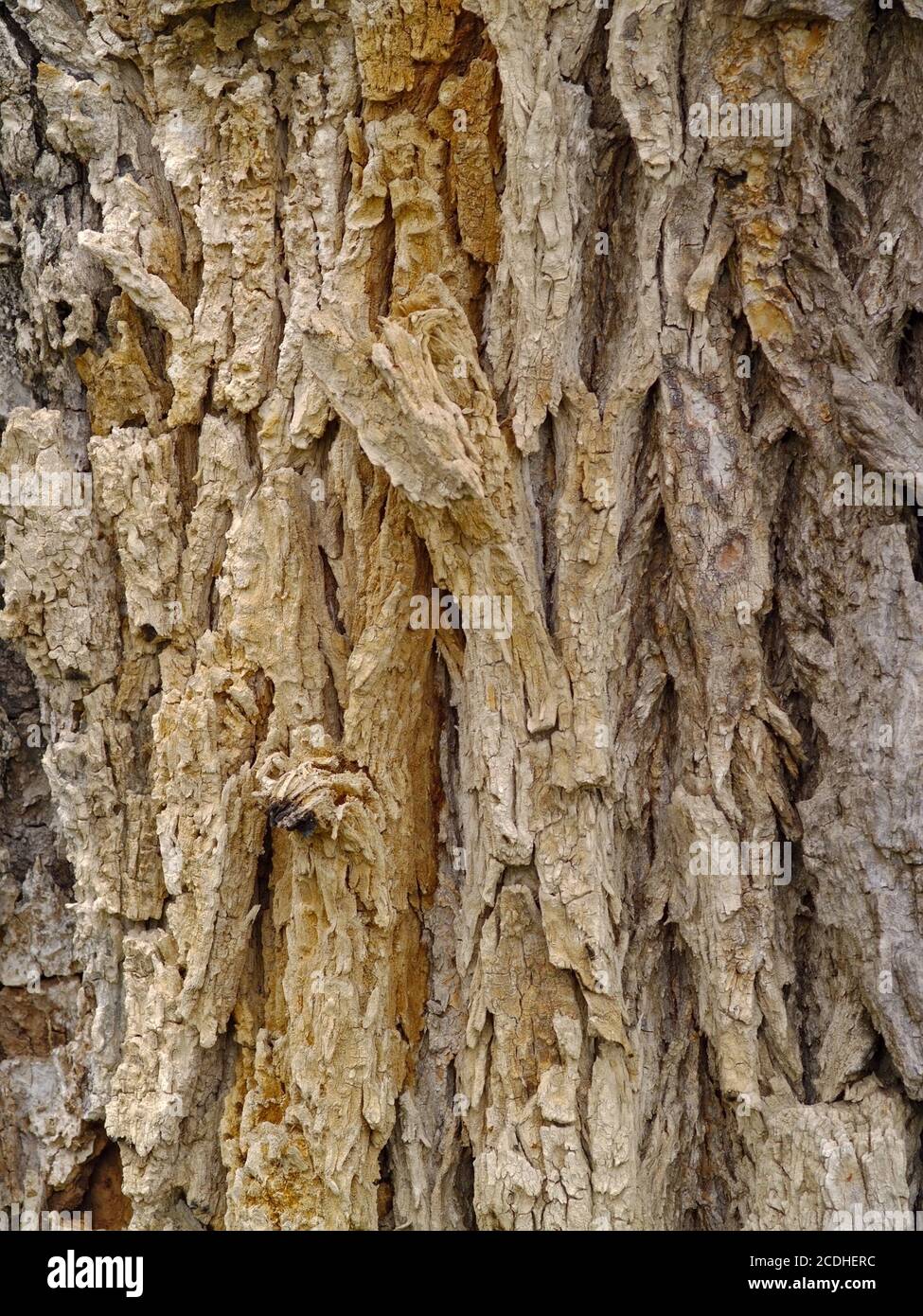 Tree bark roughness hi-res stock photography and images - Alamy