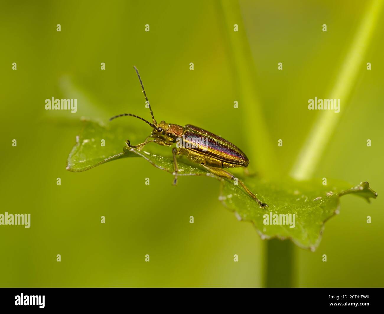Golden brilliant bug on a grass Stock Photo - Alamy