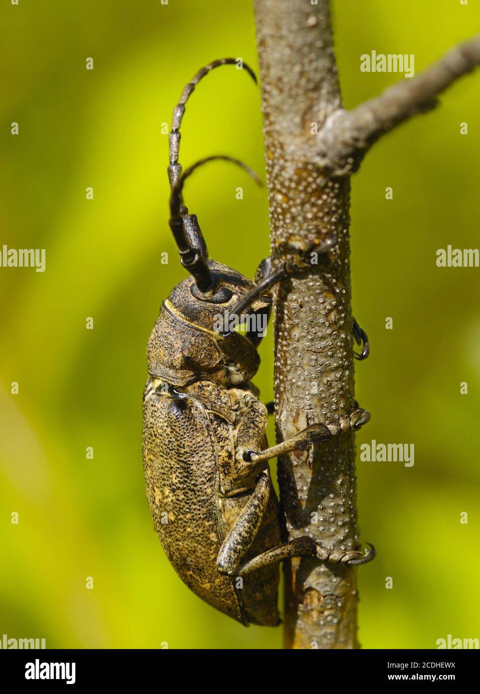 Large bug hi-res stock photography and images - Alamy