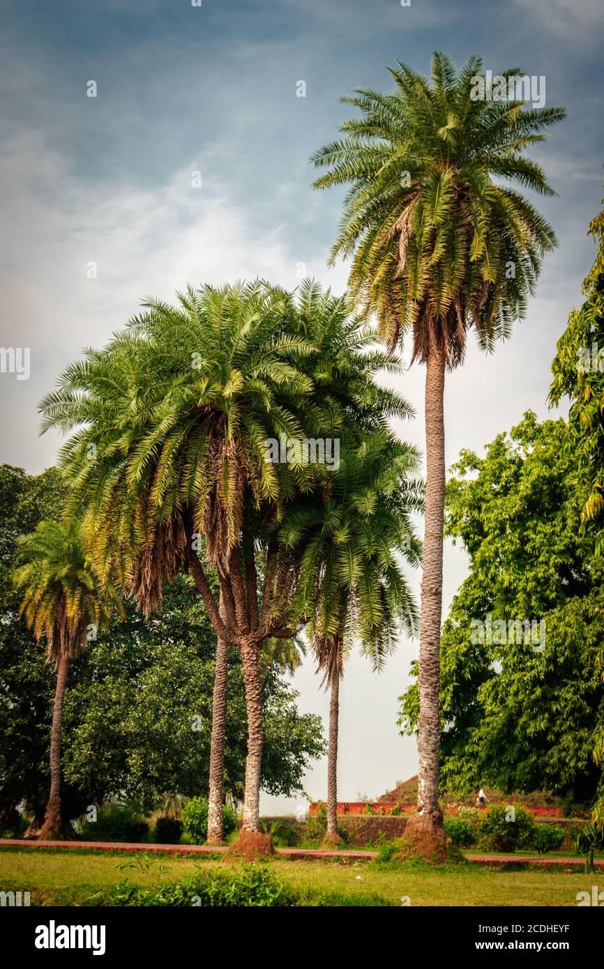 Only one single tree hi-res stock photography and images - Alamy