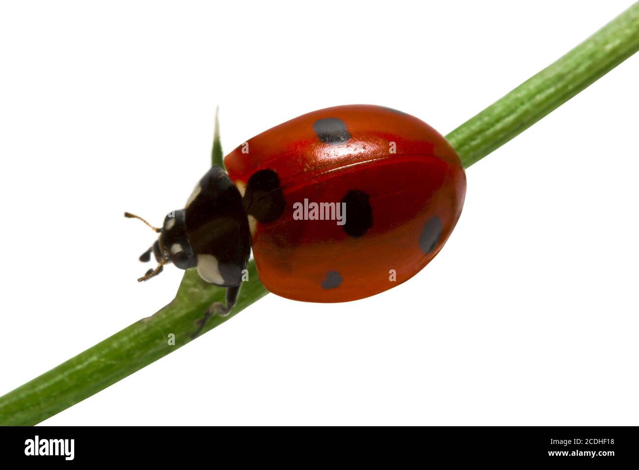 Isolated single one ladybird hi-res stock photography and images - Alamy