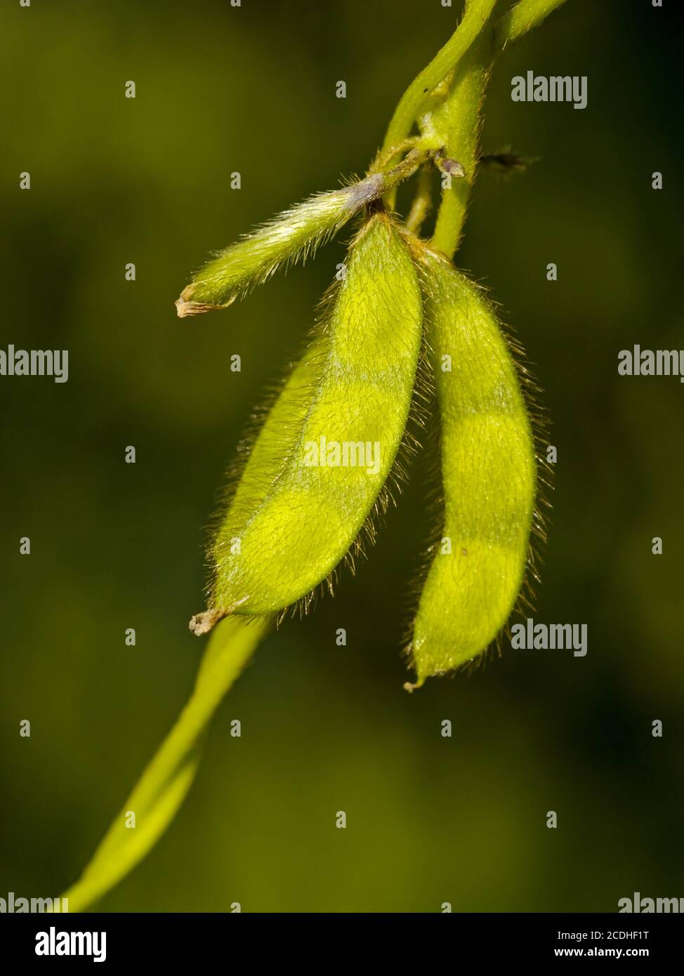 Three pods of soybeans Stock Photo - Alamy