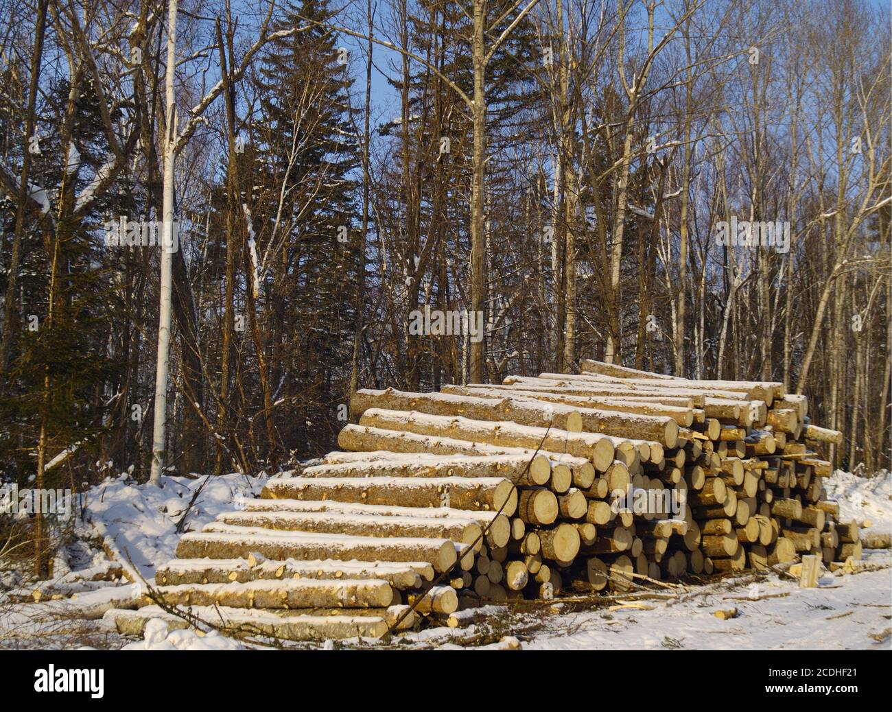 Stack of logs in a taiga Stock Photo - Alamy