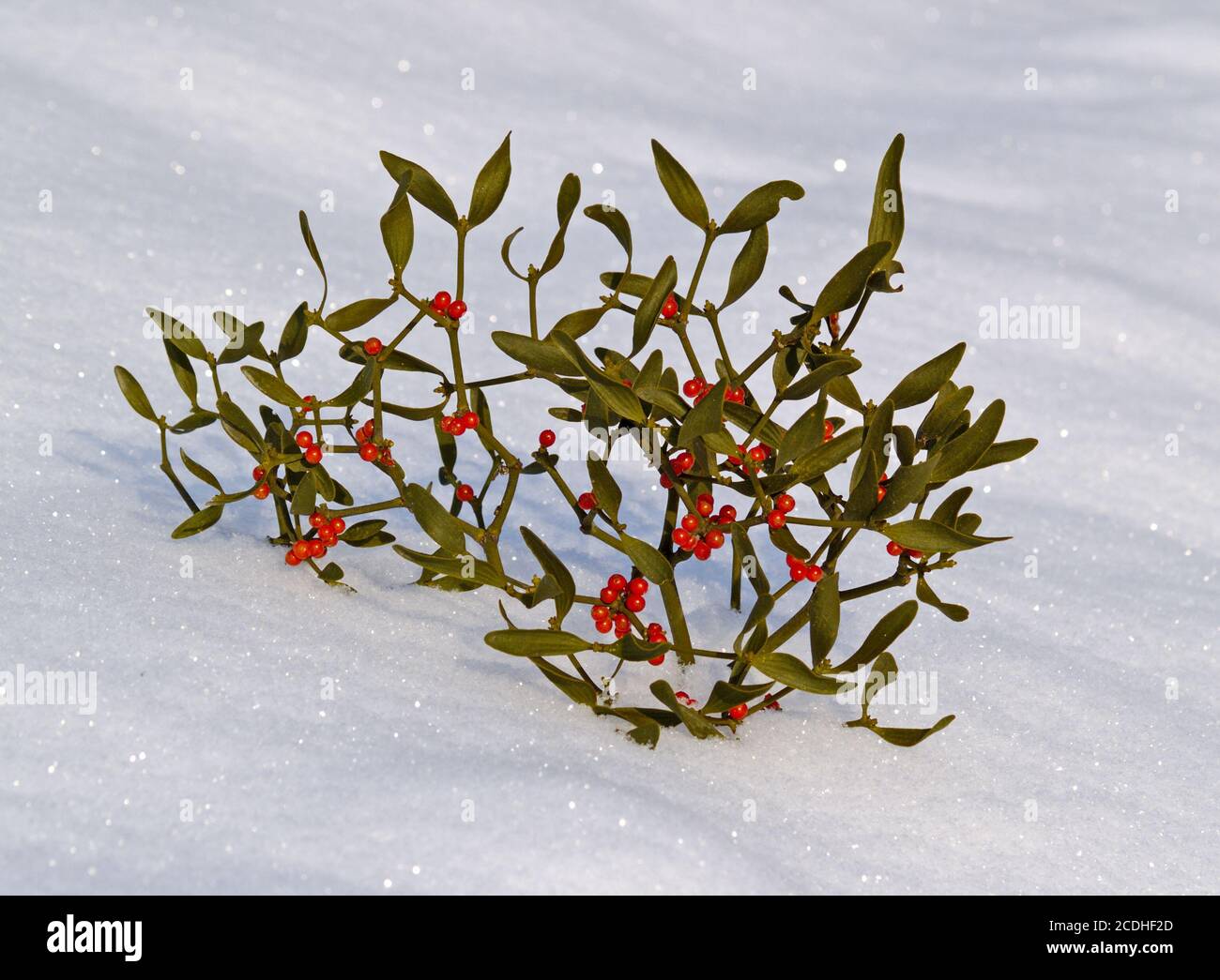 Mistletoe on branch hi-res stock photography and images - Alamy