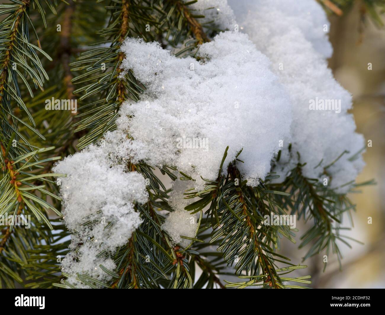Snow on a fur-tree branch Stock Photo - Alamy