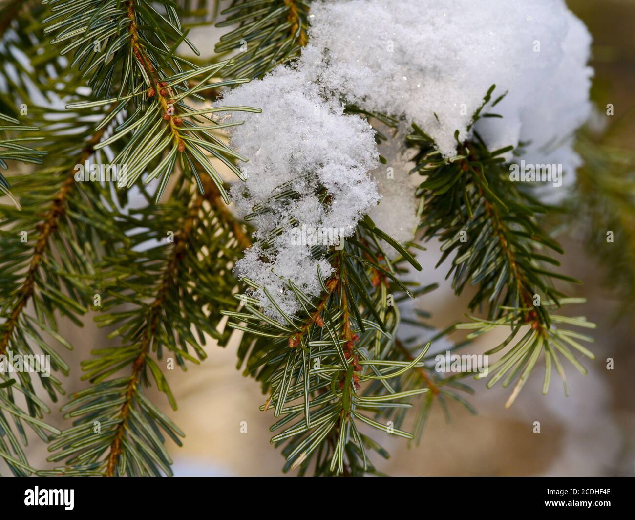 Snow on a fur-tree branch Stock Photo - Alamy