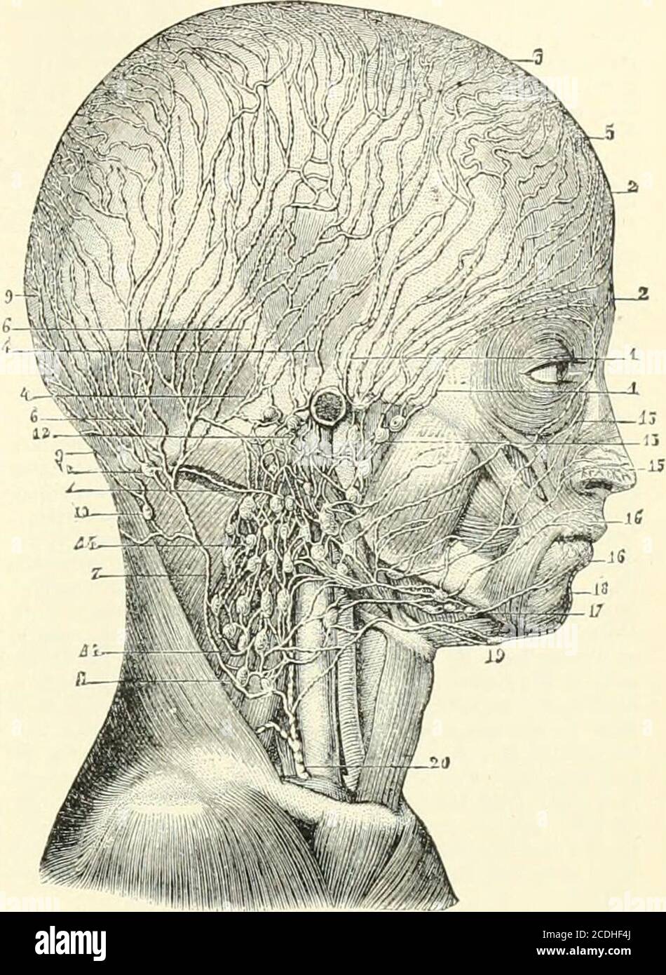 . A Reference handbook of the medical sciences embracing the entire ...