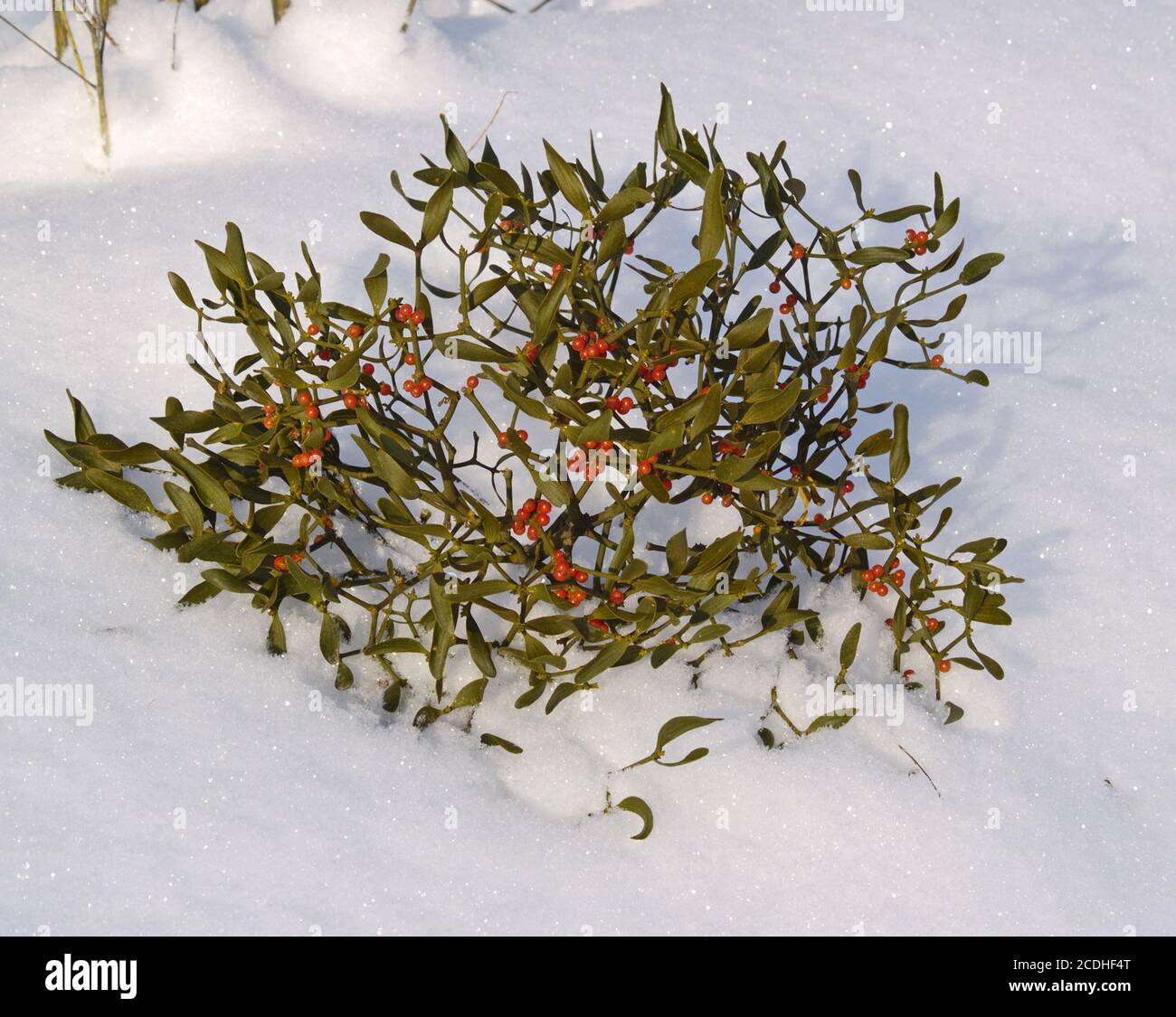 Mistletoe snow hi-res stock photography and images - Alamy