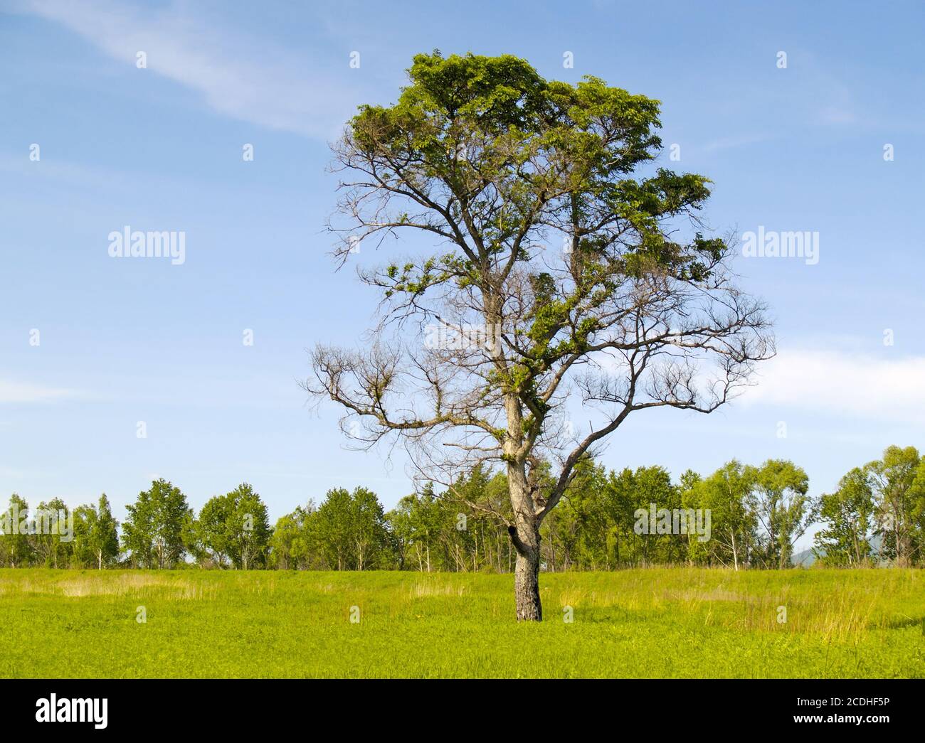 The Solitary tree Stock Photo - Alamy