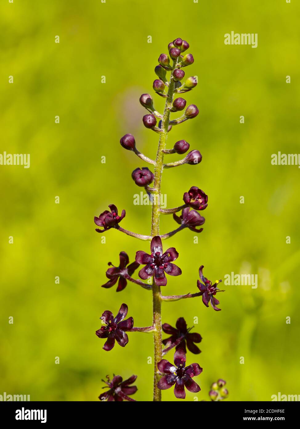 Red inflorescence hi-res stock photography and images - Alamy