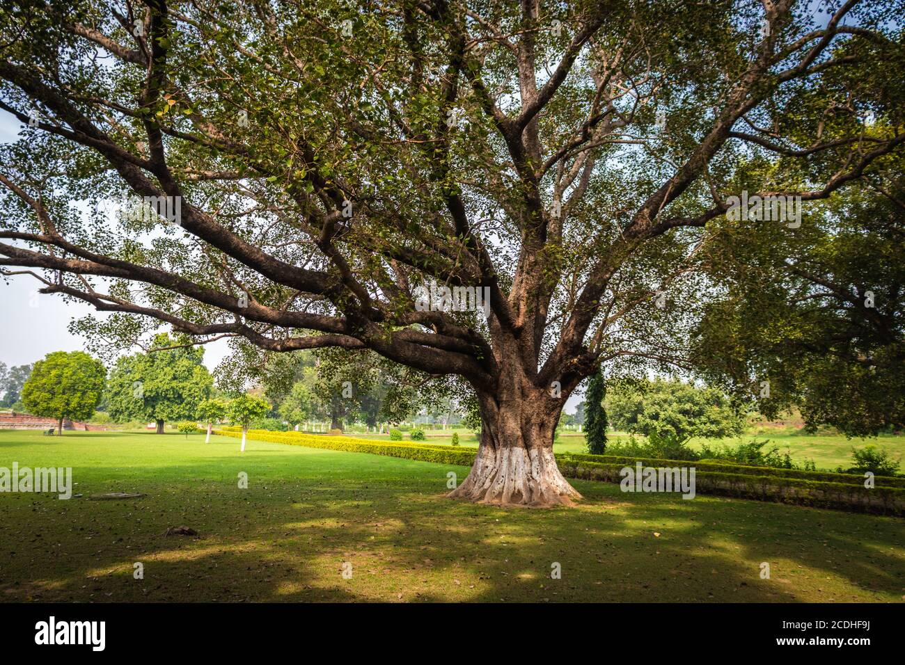 banyan tree very old with many trunks at nalanda ruins bihar Stock ...