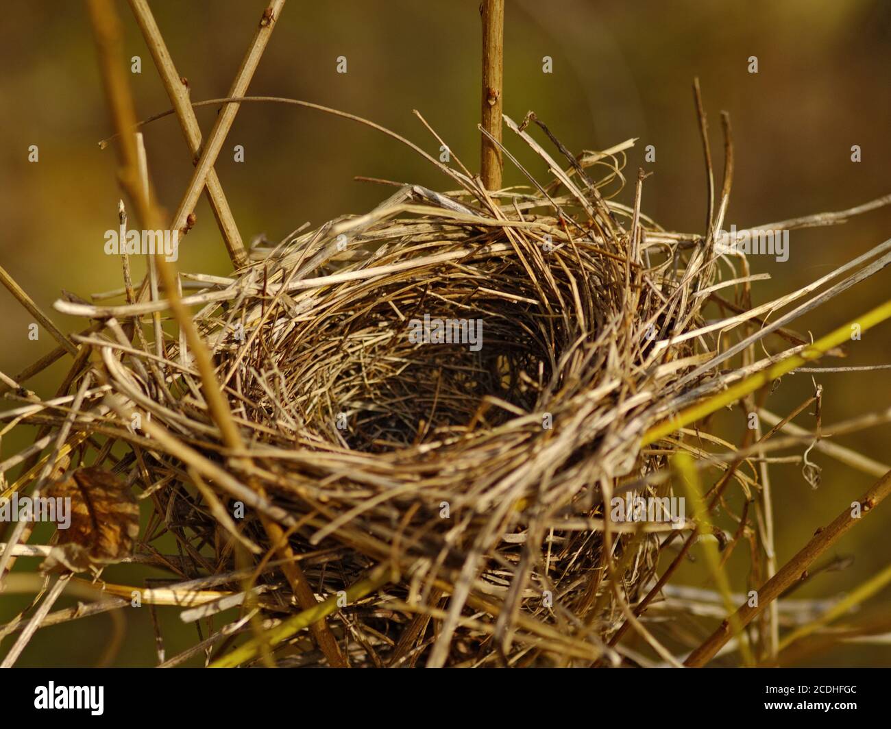 The bird's nest Stock Photo - Alamy