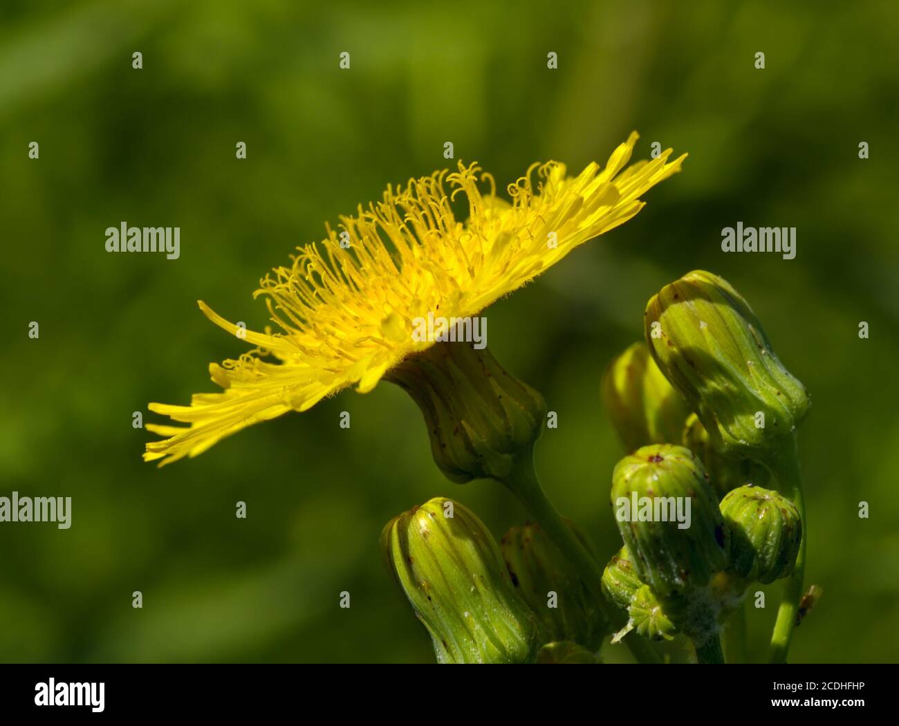 Side view of flower hi-res stock photography and images - Alamy