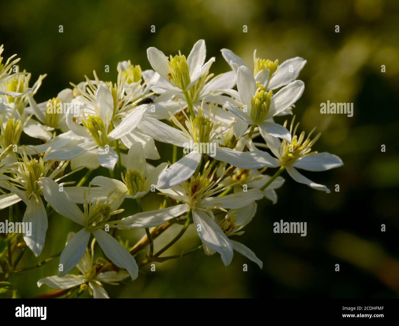 Group of white colors Stock Photo - Alamy