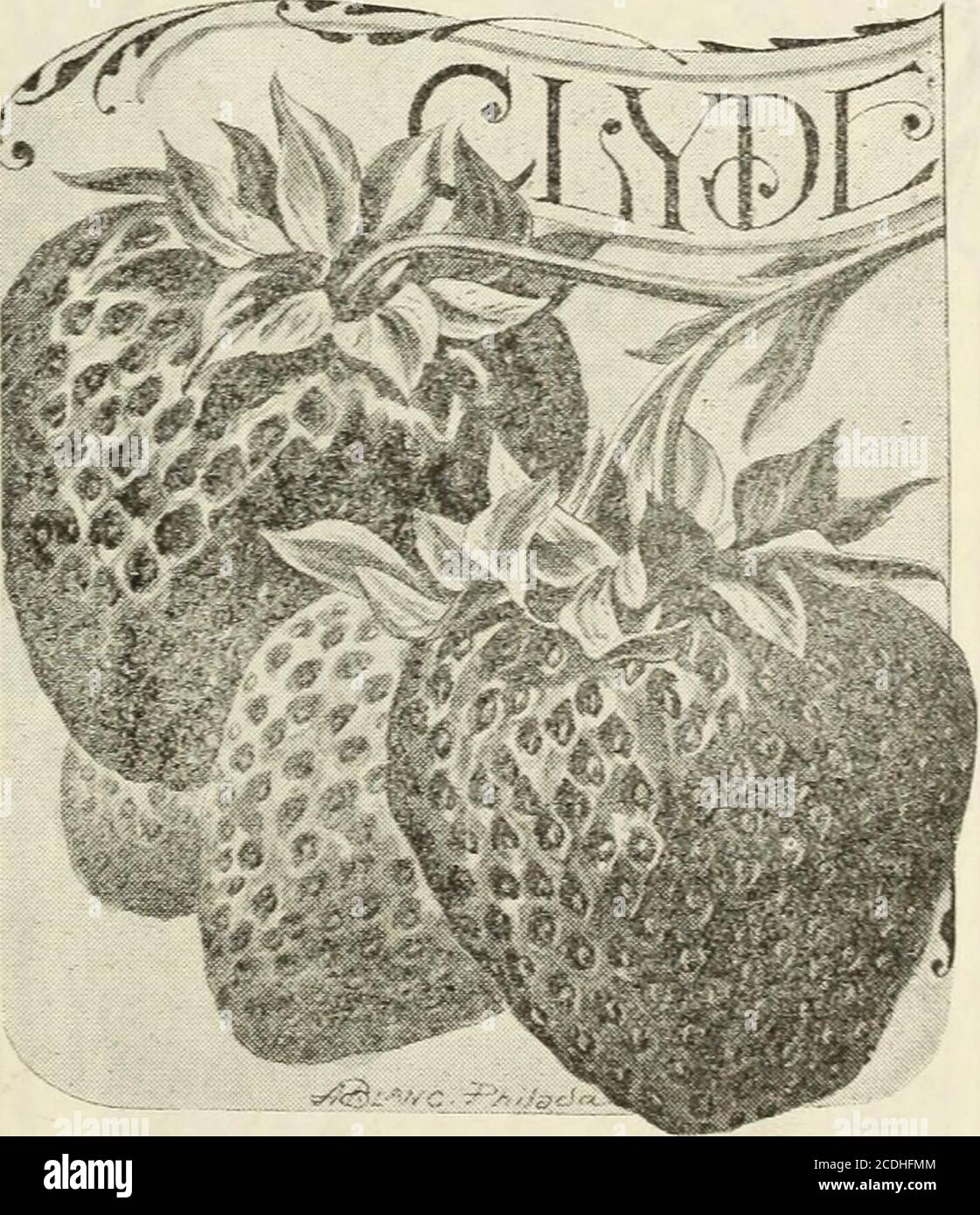 Dear fruits hi-res stock photography and images - Alamy