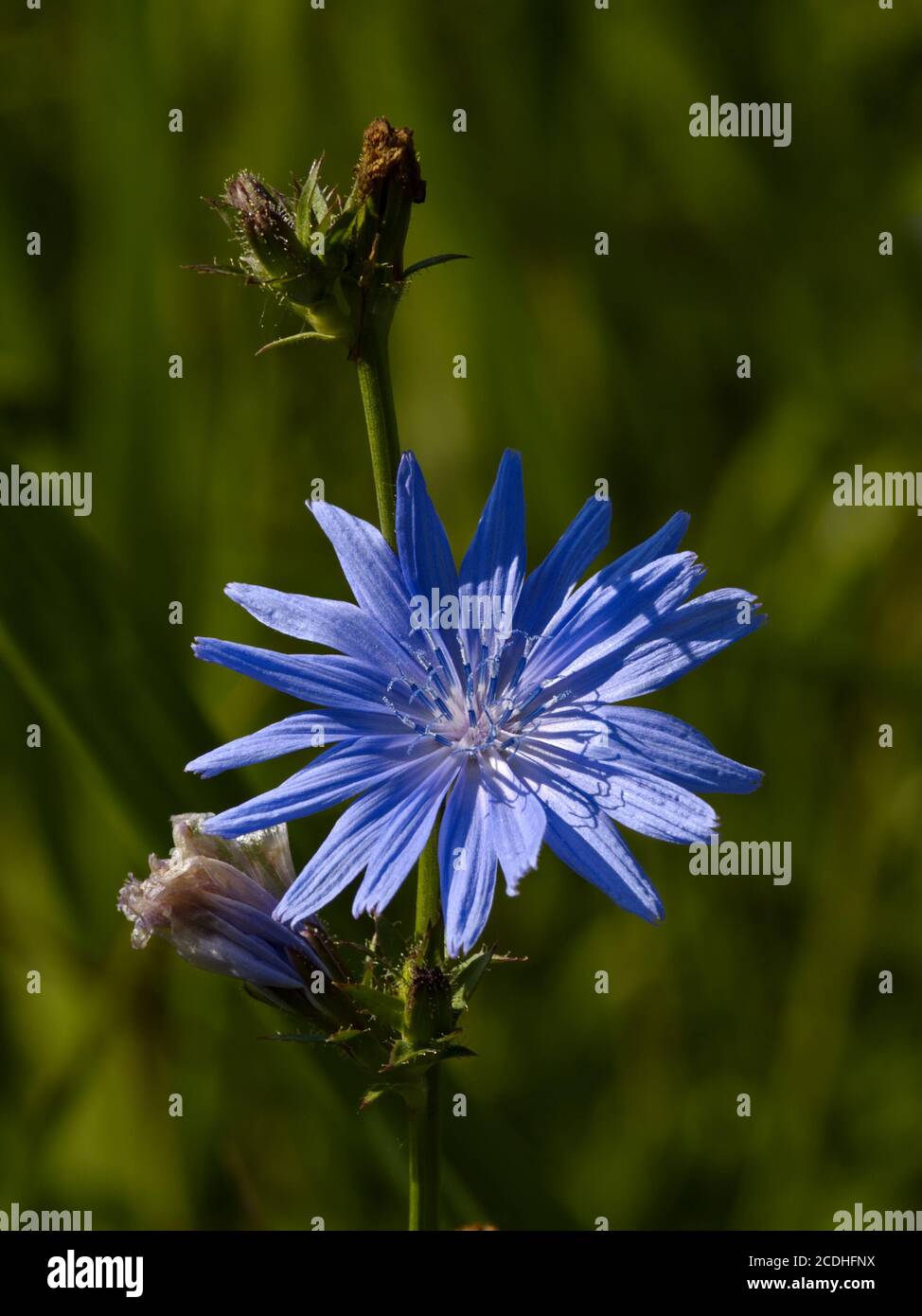 Wild chicory edible hi-res stock photography and images - Alamy