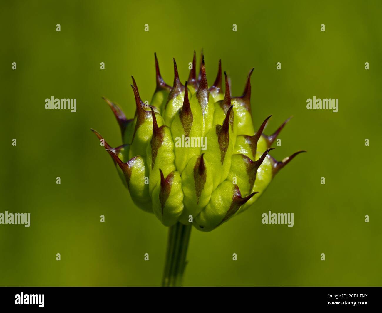 Flower of trolls - a fruit Stock Photo - Alamy