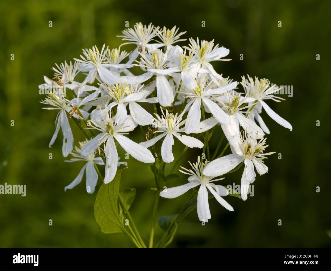 Group of white colors Stock Photo - Alamy
