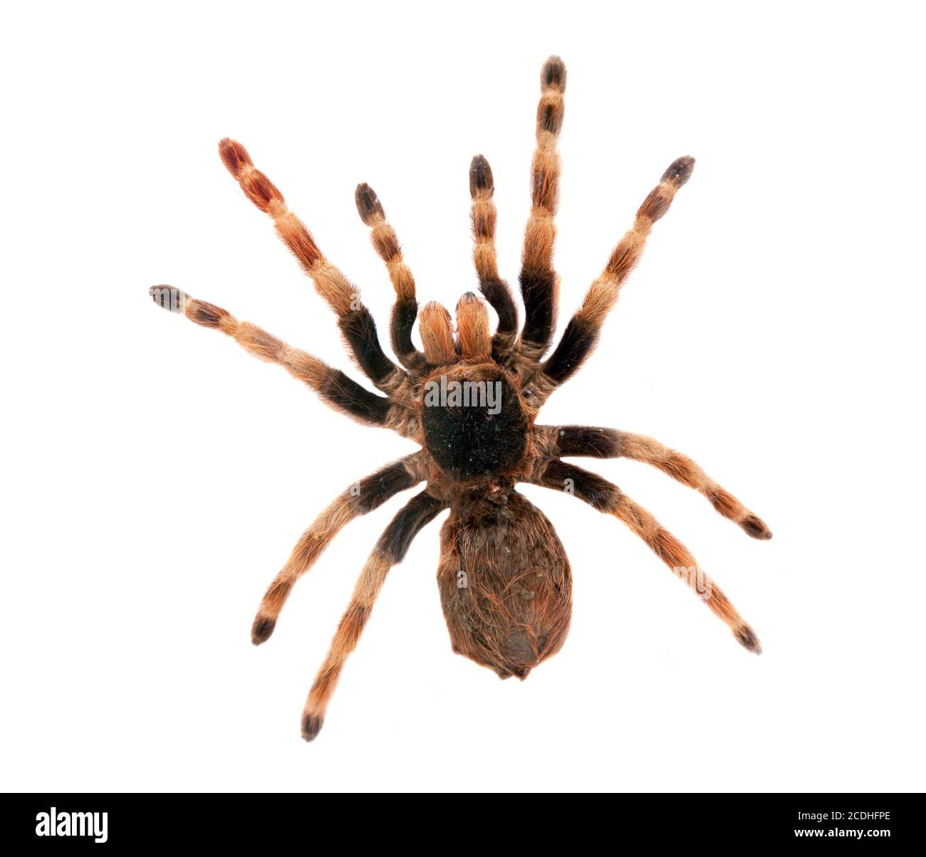 Big spider isolated Stock Photo - Alamy