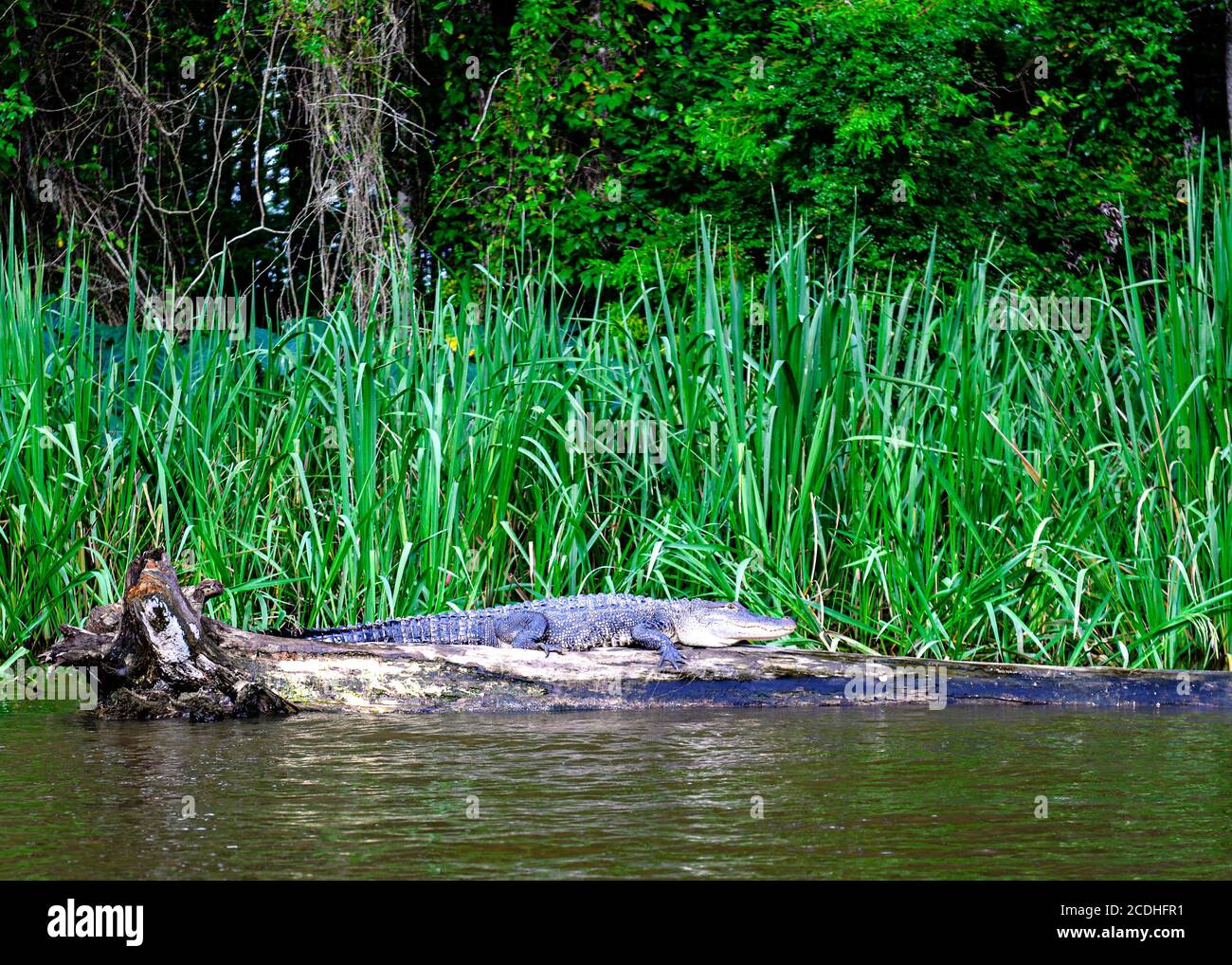Bayou travel hi-res stock photography and images - Alamy